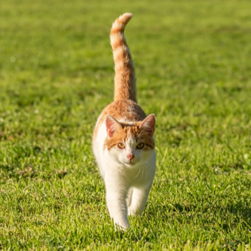 Pet Health Club - Edgewood Veterinary Group