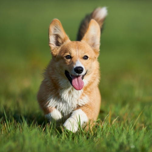 Pet Health Club - Edgewood Veterinary Group